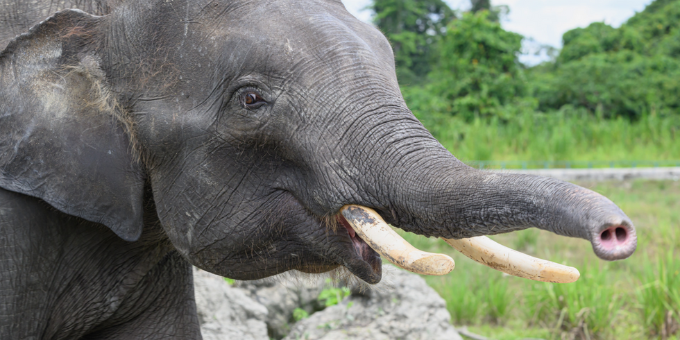 Home – Saraya USA, Inc. DBA Happy Elephant